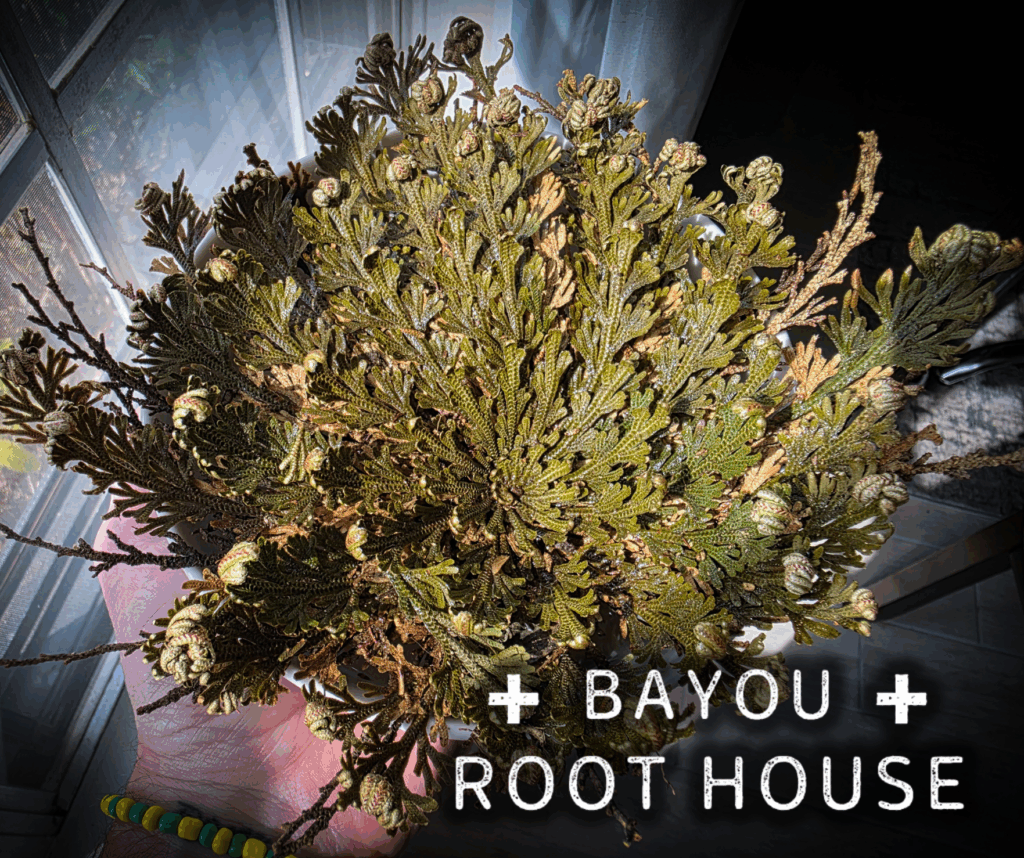 How to Use Rose of Jericho for Prosperity - Bayou Root House