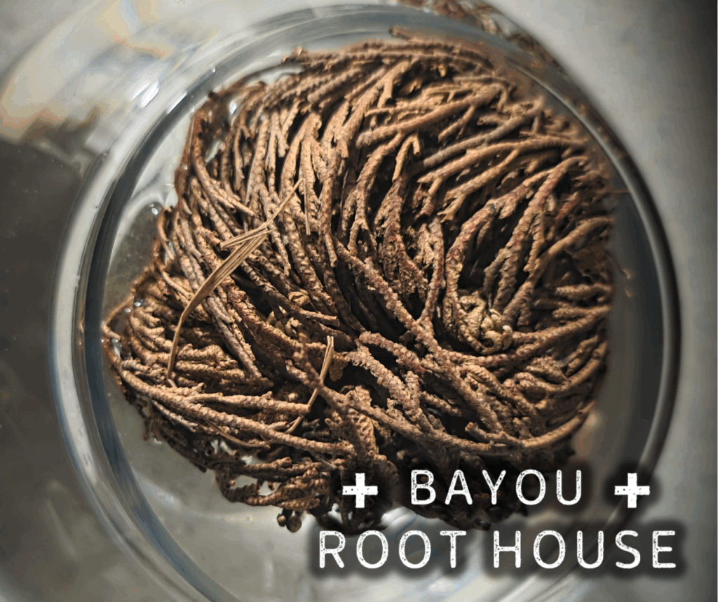How to Use Rose of Jericho for Prosperity - Bayou Root House